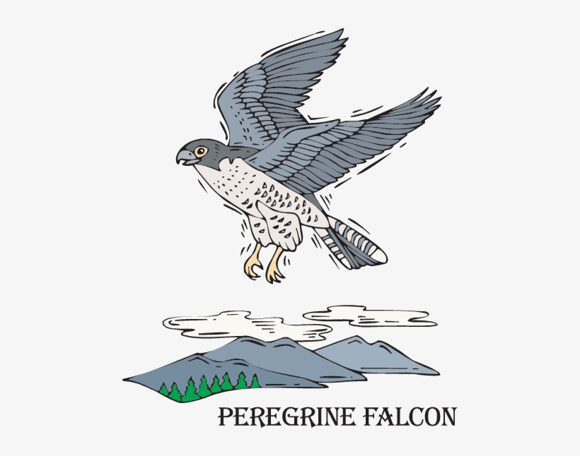 The Peregrine's Journey - Science - 474x566 PNG Download - PNGkit