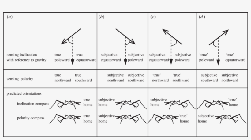 Experimentally Distinguishing An Inclination Compass - Magnetic Dip ...