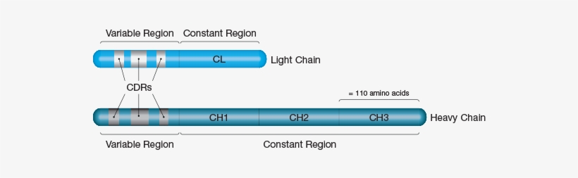 The Variable Regions Of Both Chains Localize To The - Immunoglobulins N ...
