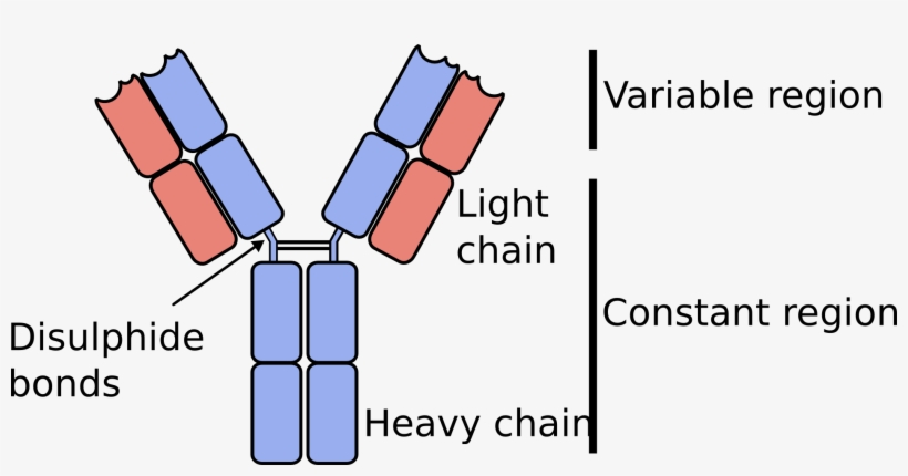 Antibodies Consist Of A Pair Of “heavy Chains” And - Antibody ...