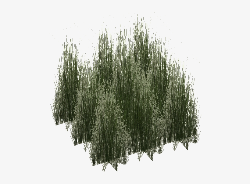 Rainforest Grass Tall - Tall Grass Render - 522x522 PNG Download - PNGkit