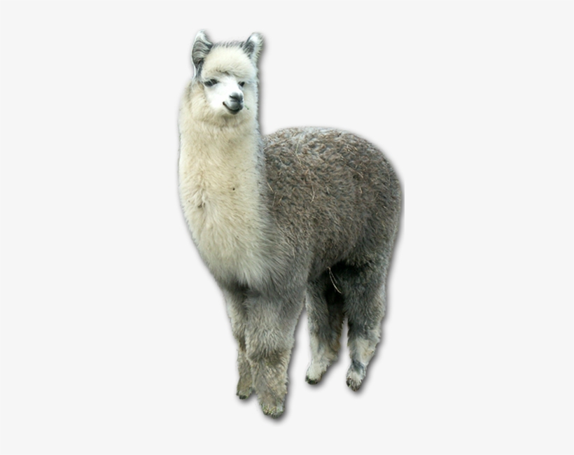 Alpaga-krefft - Lama Png - 336x570 PNG Download - PNGkit