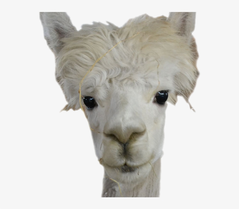 Next - Lama Png - 650x635 PNG Download - PNGkit