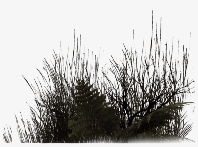 Black Grass Png Download - Vegetation Render Png - 1024x639 PNG ...