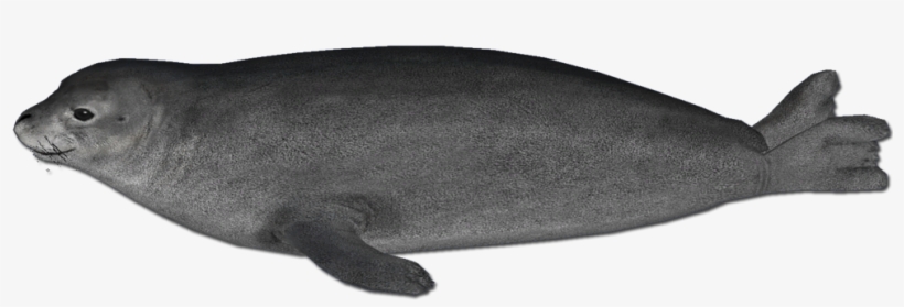 Harbor Seal Png - Harbor Seal - 1024x380 PNG Download - PNGkit