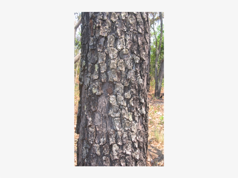 Bole Png - 903x531 PNG Download - PNGkit