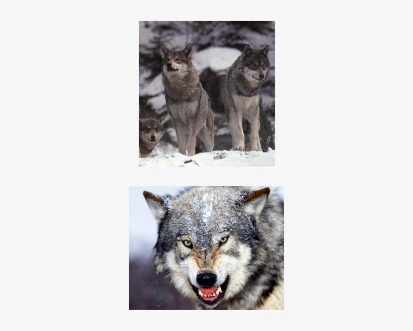 Download Transparent The Gray Wolf, Also Known As The Timber Wolf, Can ...