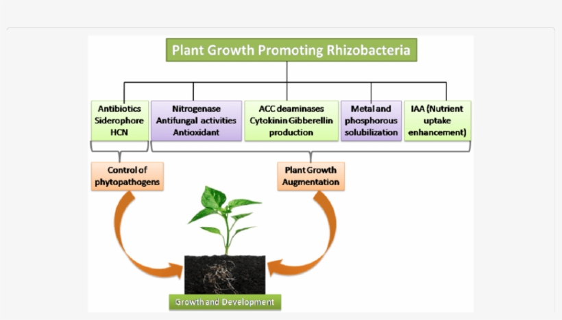 Main Mechanism Of Plant Growth Promotion By Rhizobacteria - Science ...