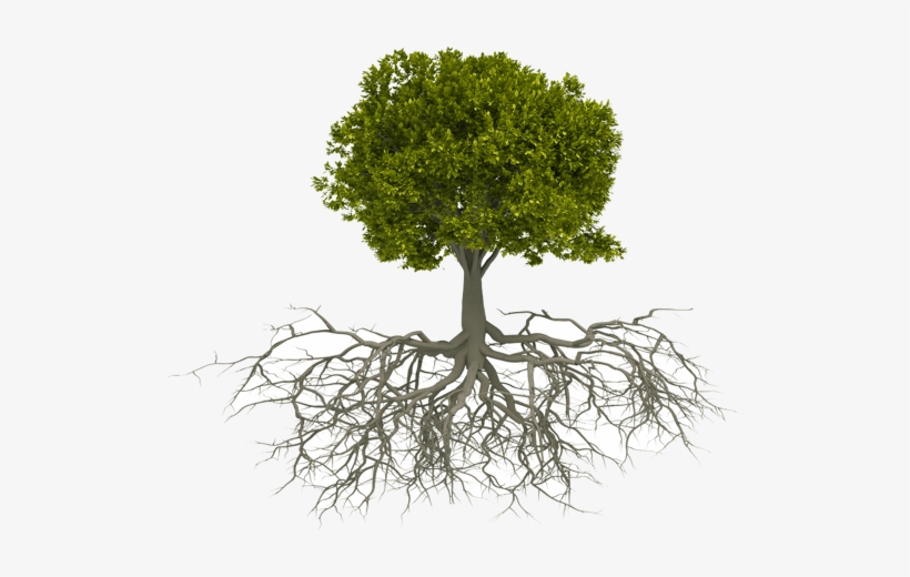 Network - Tree With Roots - 538x498 PNG Download - PNGkit