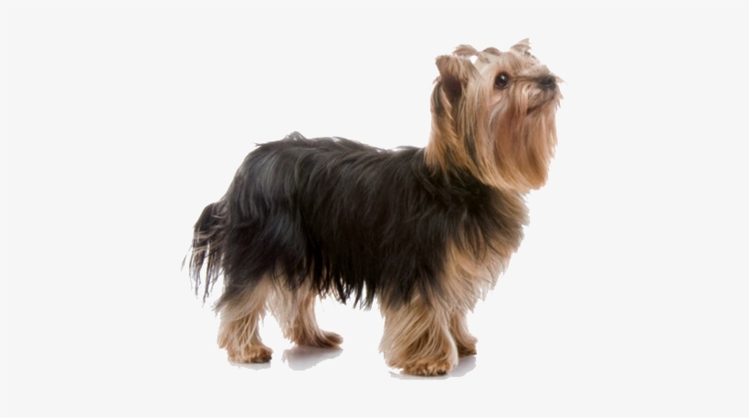 General Appearance - Yorkshire Terrier Png - 564x400 PNG Download - PNGkit