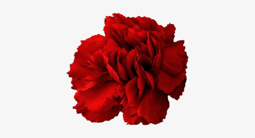 Alpha Delta Gamma Flower - Carnation - 400x400 PNG Download - PNGkit