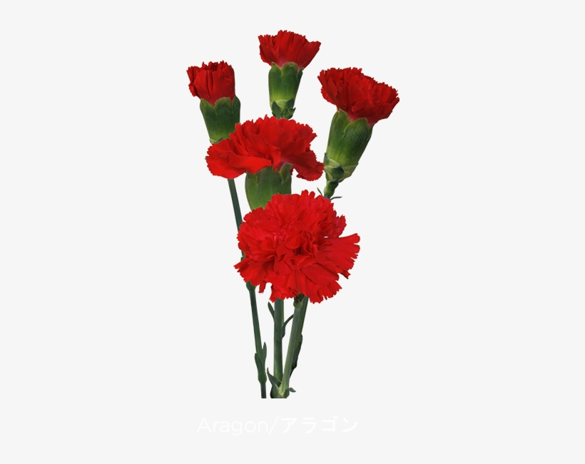 Colibri Flowers Minicarnation Aragon, Grower Of Carnations, - Flower ...