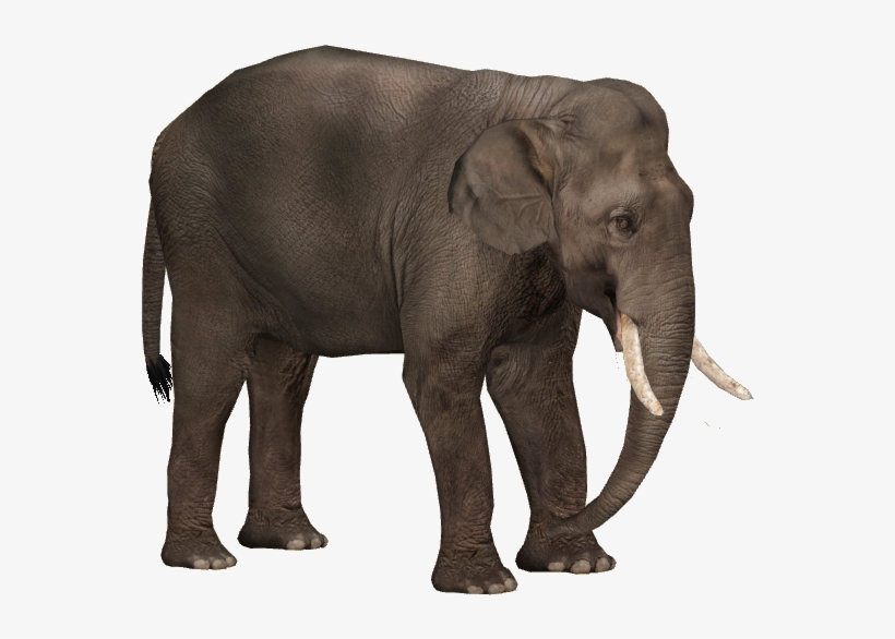 Elephant Png Images Download - 561x561 PNG Download - PNGkit