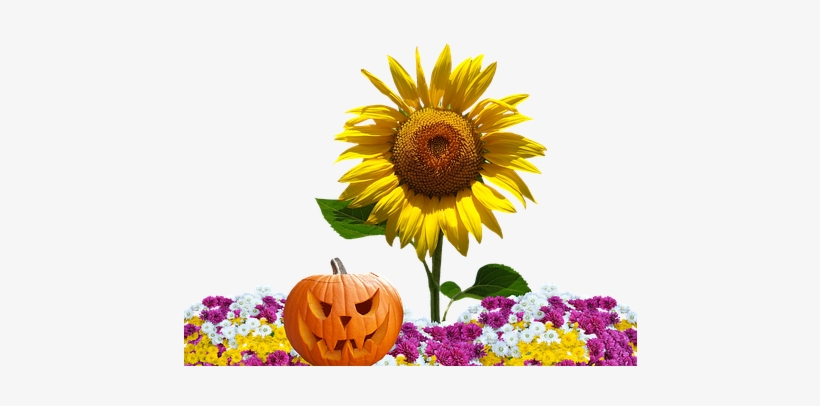 Creepy Halloween Jack-o'lantern Journal: 150 Page Lined - 453x340 PNG ...