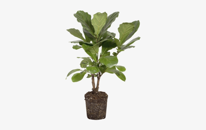 Ficus Lyrata Fiolfikus - 576x576 PNG Download - PNGkit