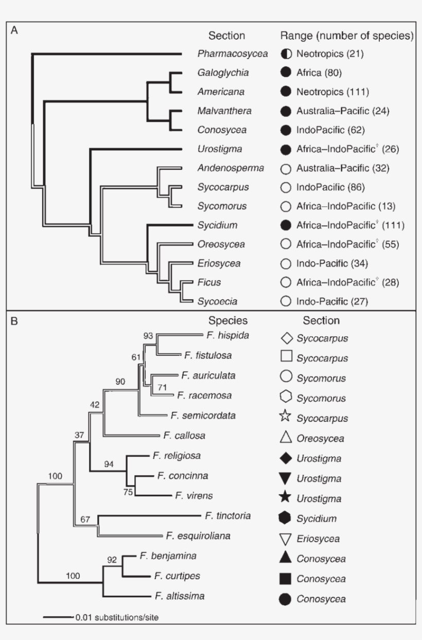 Phylogeny Of The Genus Ficus, Showing The Distribution - Fig Trees - 850x1243 PNG Download - PNGkit