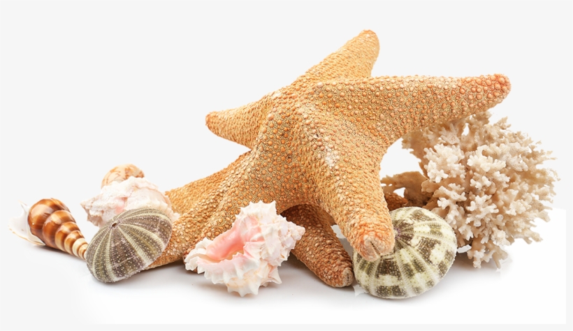 Gold Jewelry - Sea Shells Png Transparent - 1000x535 PNG Download - PNGkit