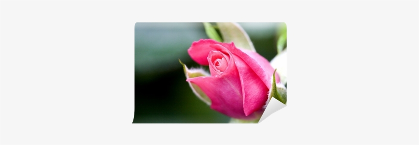 Photography - 400x400 PNG Download - PNGkit