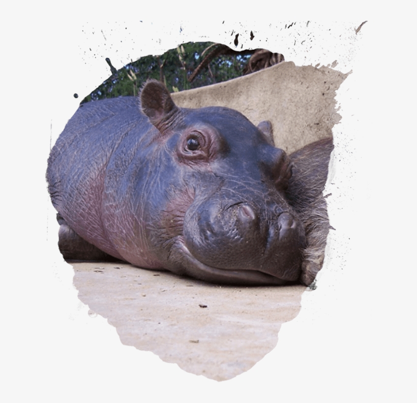 Baby Hippo - Infant - 660x715 PNG Download - PNGkit