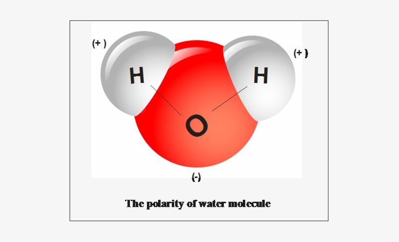 The Polar Nature Of The Water Molecule Tends To Attract - Water ...