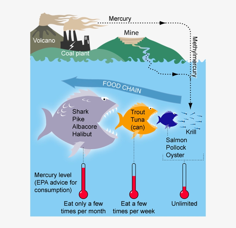 Mercury Is An Element That Bioaccumulates, Or Builds - Food Chain ...