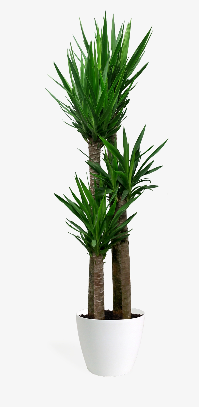 Yucca Cane Staggered Large - Yucca - 700x1594 PNG Download - PNGkit