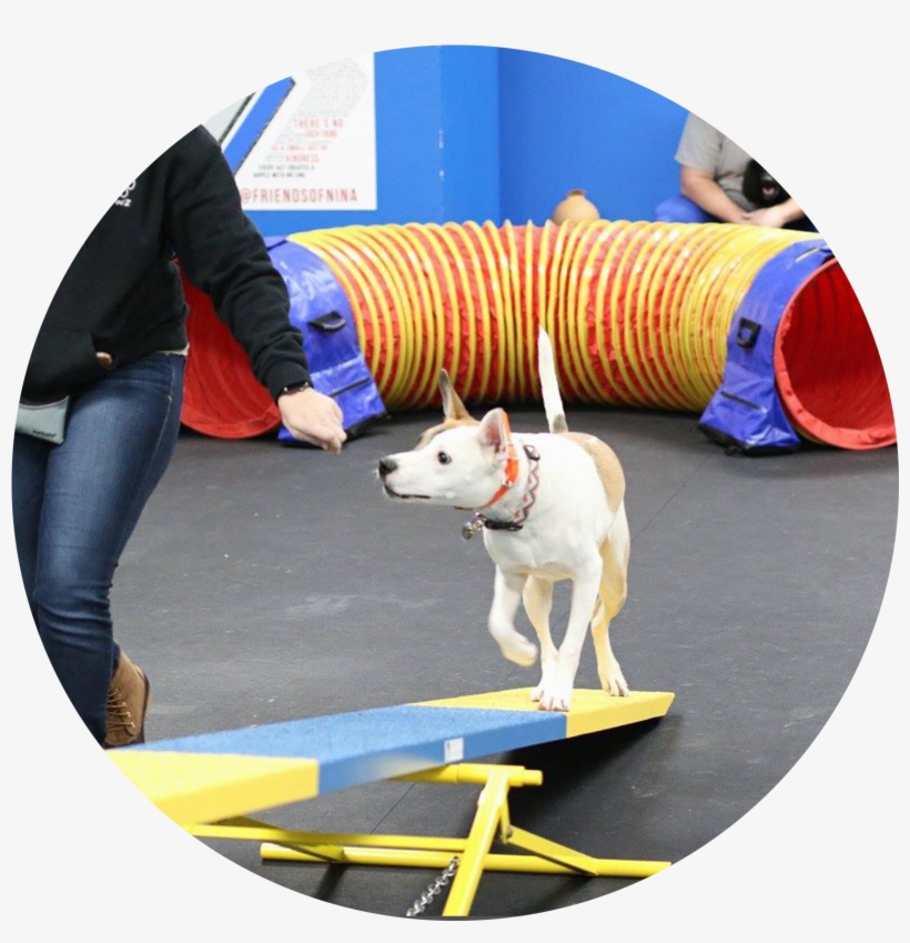 Agility Classes - Dog Agility - 1800x1800 PNG Download - PNGkit