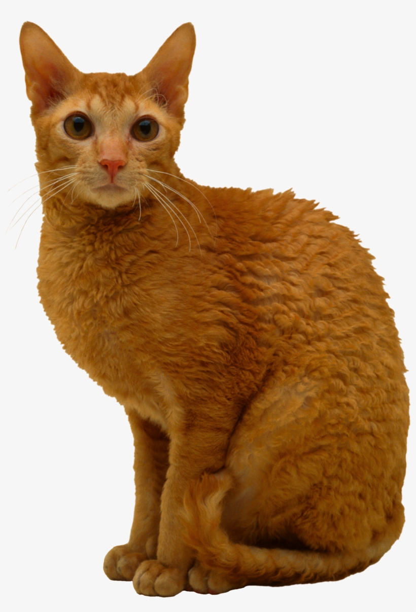 Cornish Rex Cat Orange - 1766x2515 PNG Download - PNGkit