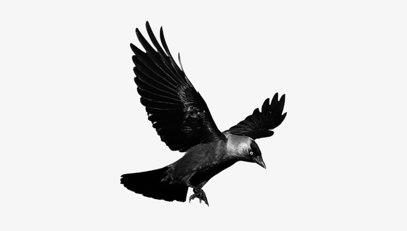 Flying Crows Png