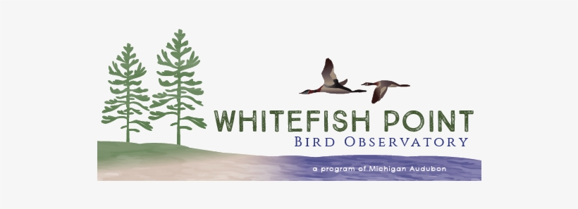 Whitefish Point Bird Observatory - Blue-footed Booby - 545x227 PNG ...