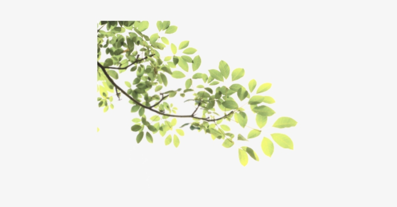 Leaves Tree Branch Sticke Nature Freetoedit - Green Branch Png ...
