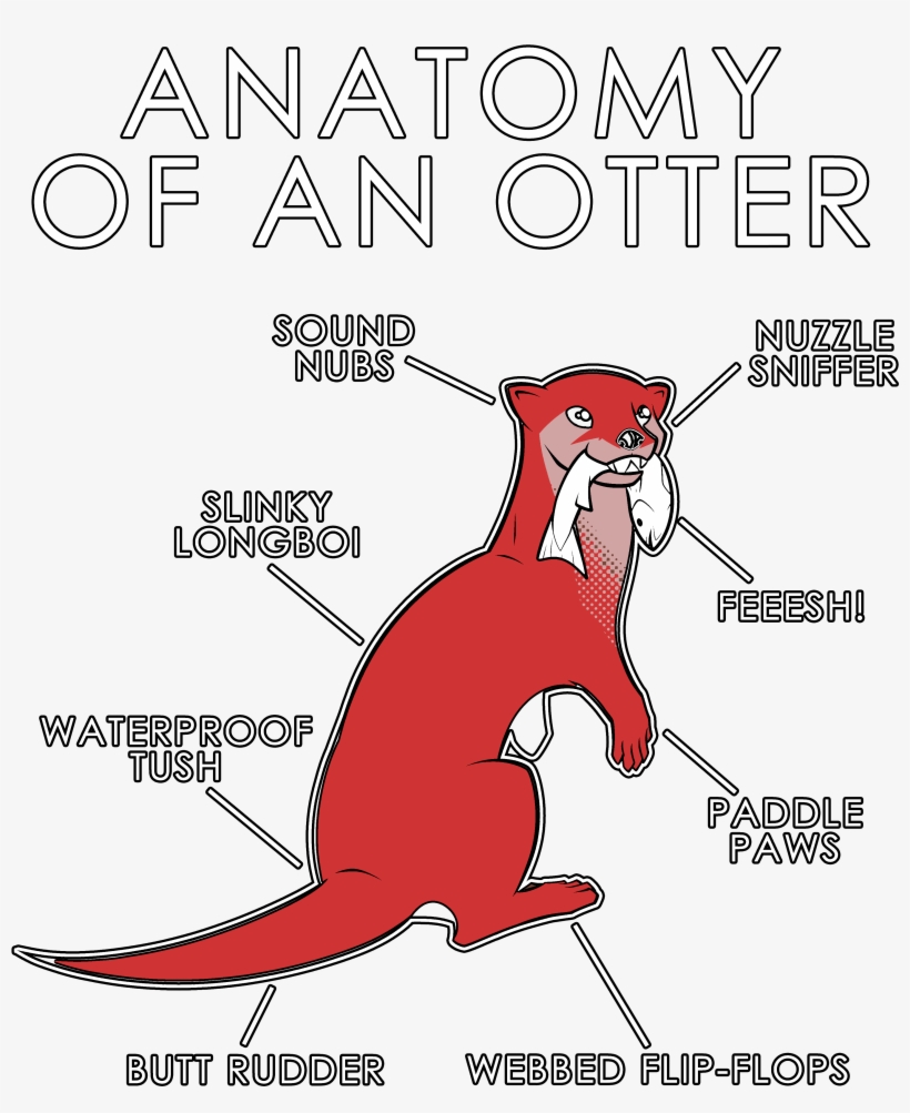 Anatomy Of An Otter - Orange Otter - 3630x4950 PNG Download - PNGkit
