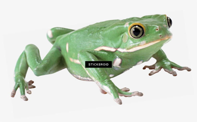 Kermit The Frog On Stool - Portable Network Graphics - 2604x1495 PNG ...