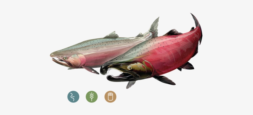 Coho Salmon - 497x295 PNG Download - PNGkit