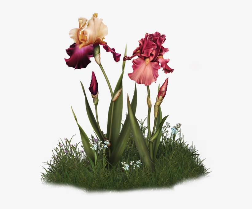 Png Free Amaryllis Drawing Halloween - Flower - 576x600 PNG Download ...