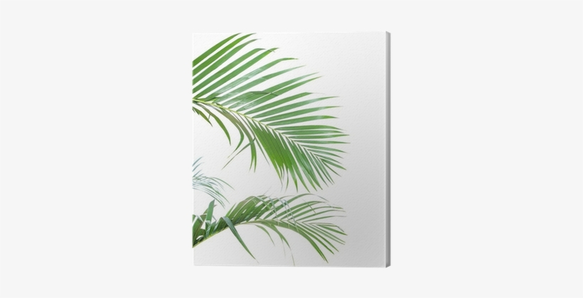 Palm Trees - 400x400 PNG Download - PNGkit