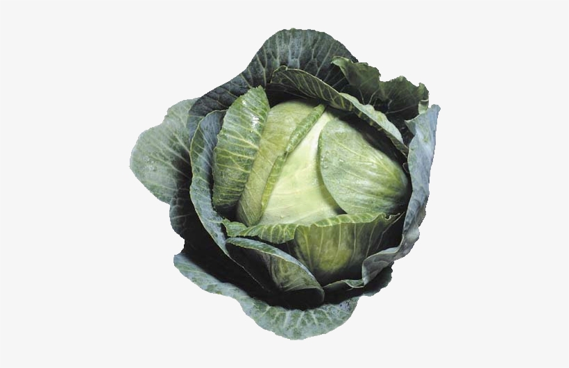 Cabbage Png Image - Headed Cabbage - 450x450 PNG Download - PNGkit