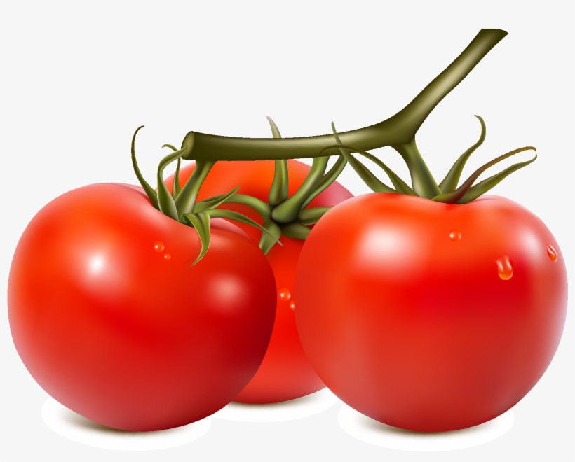 Fresh Organic Vegetable Tomato Vector - Tomato Vector - 2126x1654 PNG ...