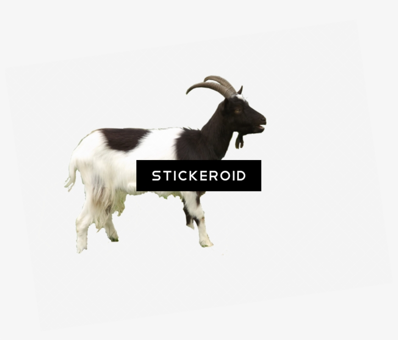 Goat - 1119x903 PNG Download - PNGkit