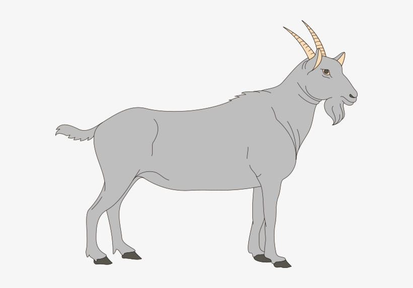 Small - Ruminant Digestive System Blank - 600x493 PNG Download - PNGkit