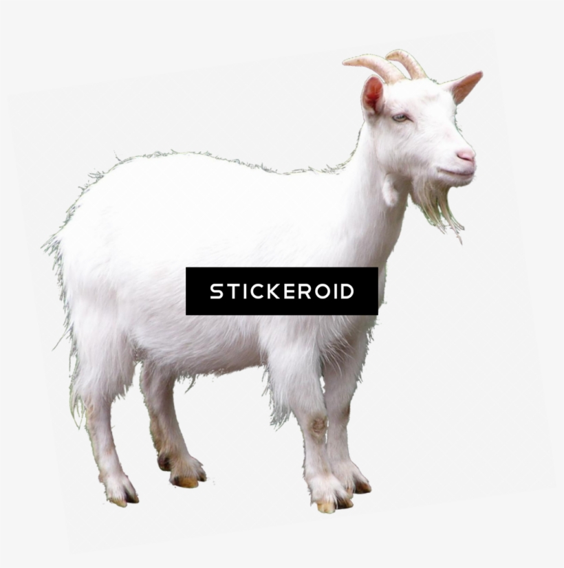 Goat - 1030x988 PNG Download - PNGkit