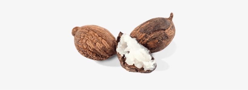 Shea Butter - Shea Butter Tree Png - 414x294 PNG Download - PNGkit