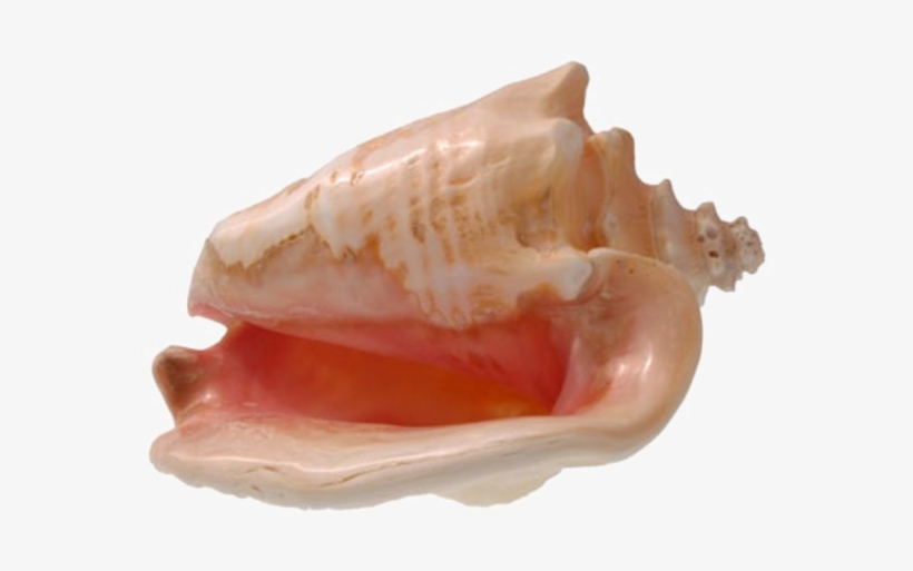 Conch Shell Png Transparent Image - Transparent Background Shell Png ...