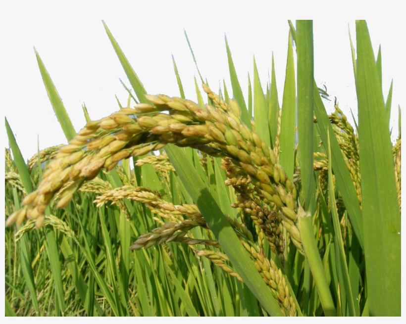Picture Freeuse Download Rice Oryza Sativa Transprent - Oryza Sativa Hd ...