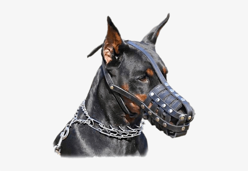 Dobermann Wearing Muzzle Png - Doberman Pinscher With Chain Collar ...