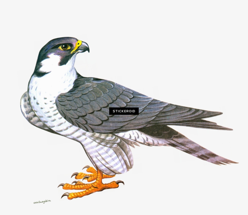 Falcon Animals - Clip Art Falcon Png - 2947x2414 PNG Download - PNGkit