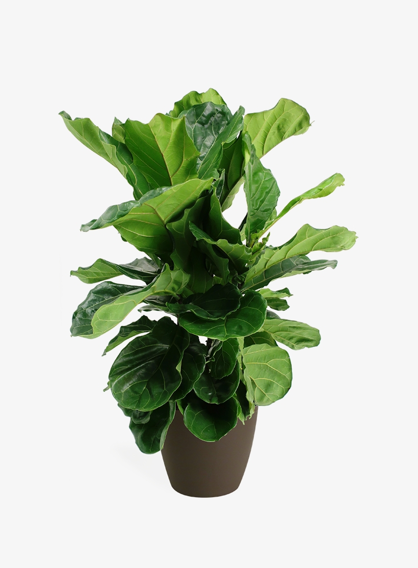 Ficus Lyrata Small Bush - Ficus Lyrata Bush - 700x1035 PNG Download ...