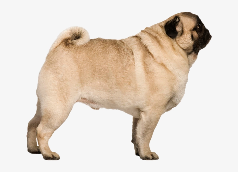Pug 19 Oct 2018 - Pug Side Profile - 640x513 PNG Download - PNGkit