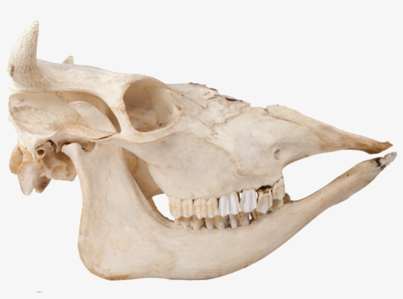 Where To Find There Are Over A Billion Cows In The - Czaszka ...