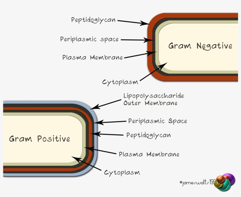 Gram-negative/positive - Periplasmic Space Bacteria - 1280x1024 PNG ...